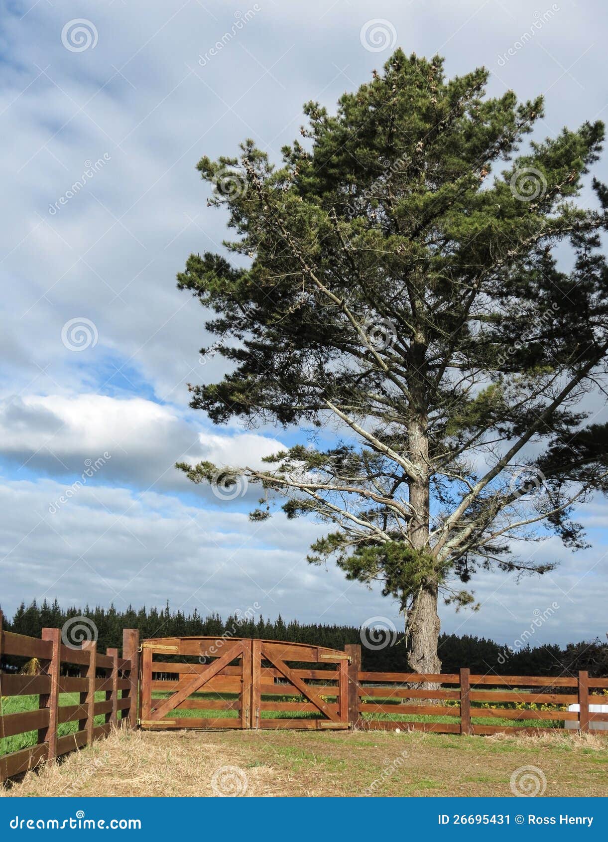 Gates by Tree stock image. Image of entrance, paddock - 26695431