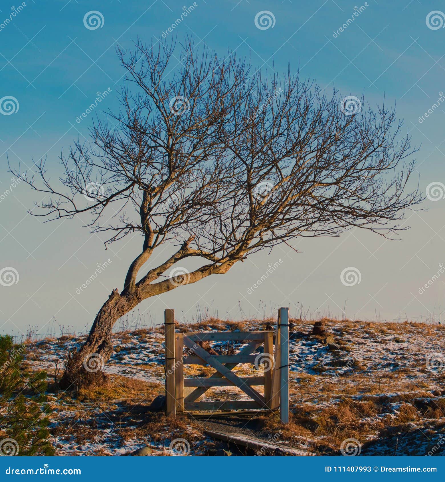 Gates under tree stock image. Image of green, park, meadow - 111407993