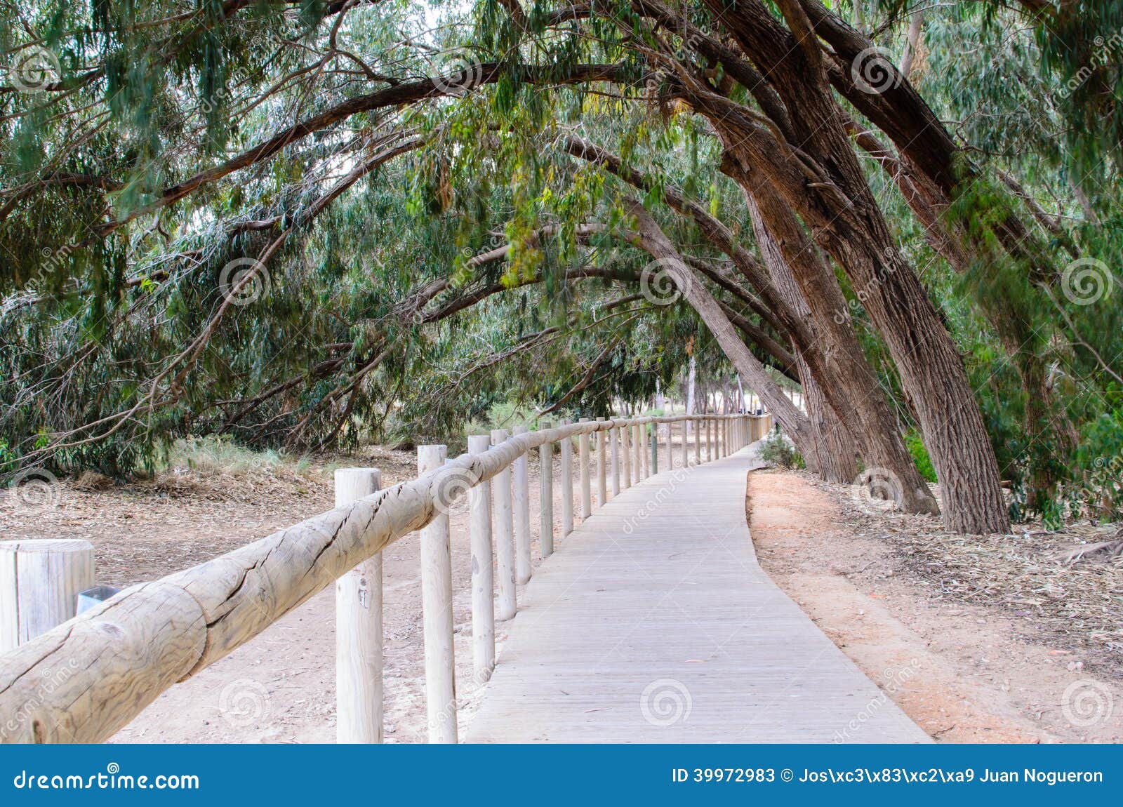 Gateway between the trees stock image. Image of summer - 39972983