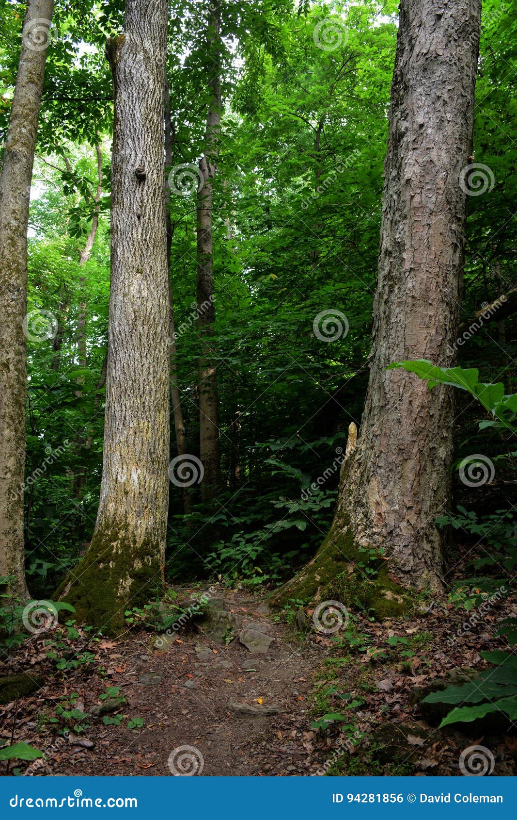 Gateway stock photo. Image of tree, woods, path, gateway - 94281856