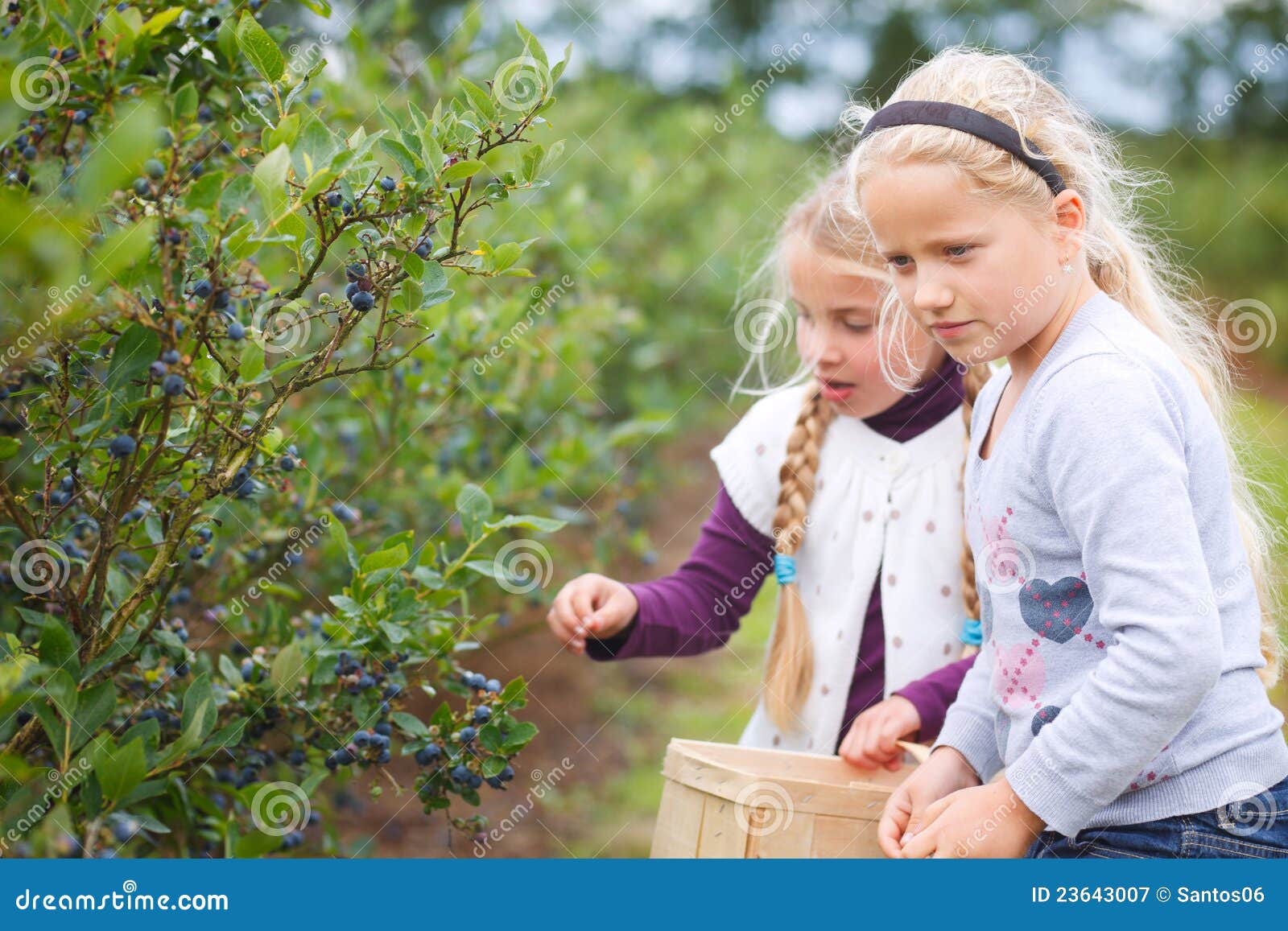 Gather blueberries stock image. Image of sunny, concentrated - 23643007