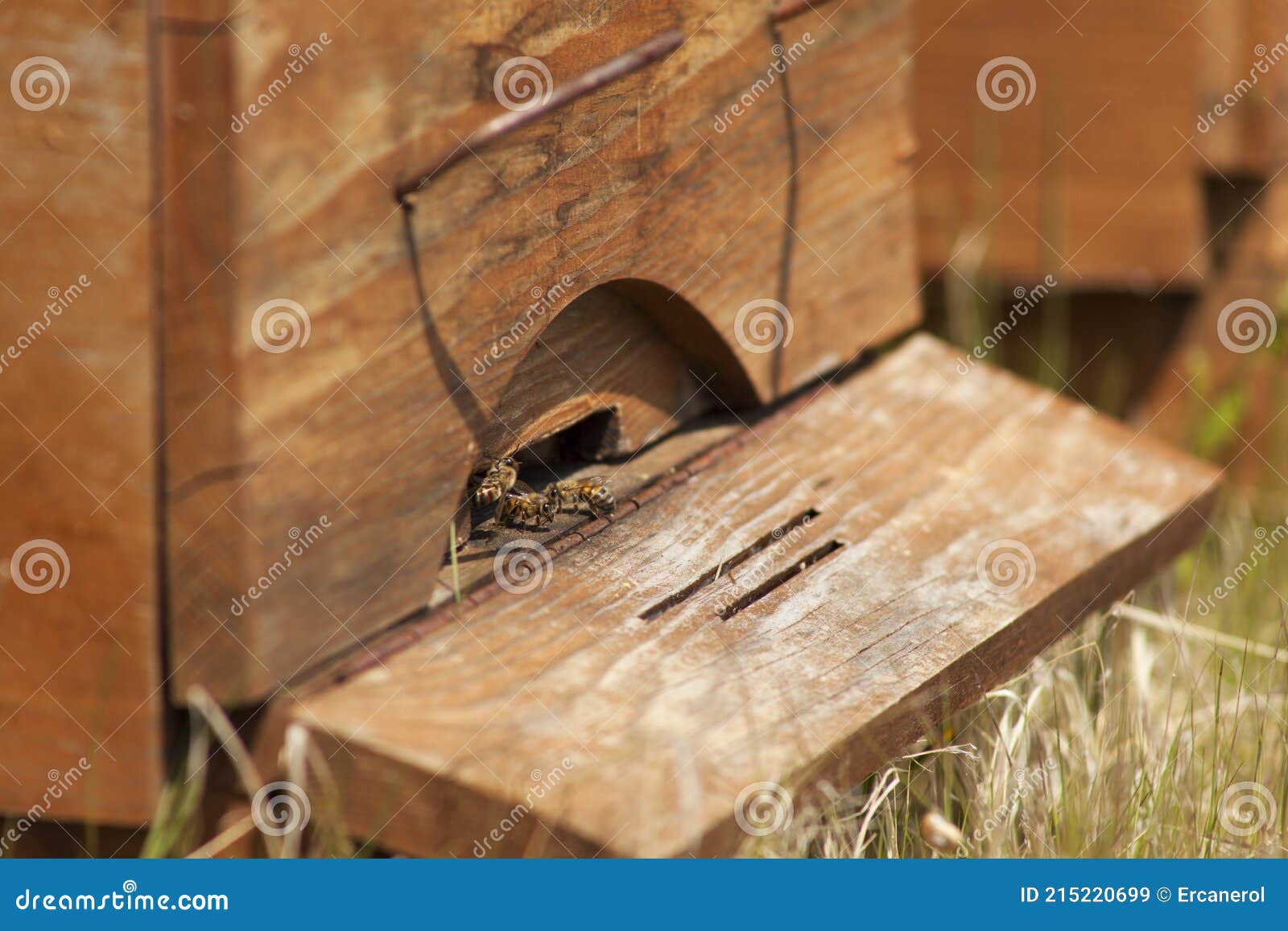 Gathered Bees on Bottom Board Stock Image - Image of eating, garden ...