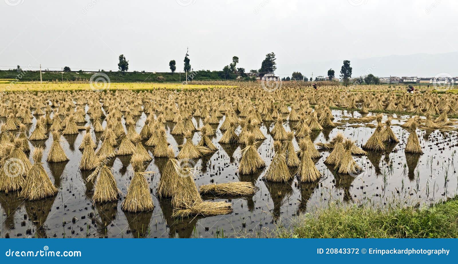 Gathered Dried Rice Hay stock photo. Image of farms, agricultural ...