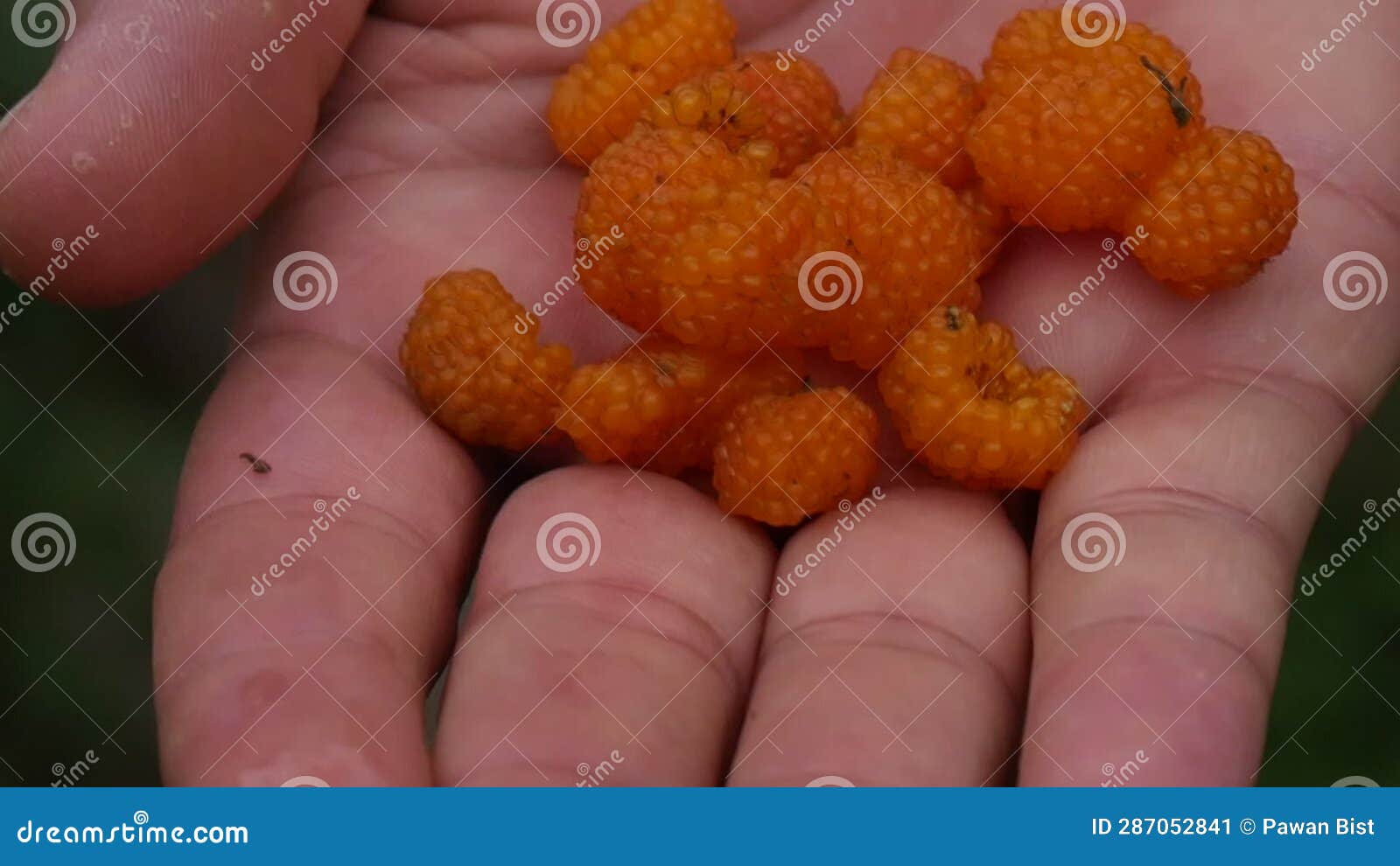 Gathered Fruit Golden Evergreen Raspberry or Golden Himalayan Raspberry ...