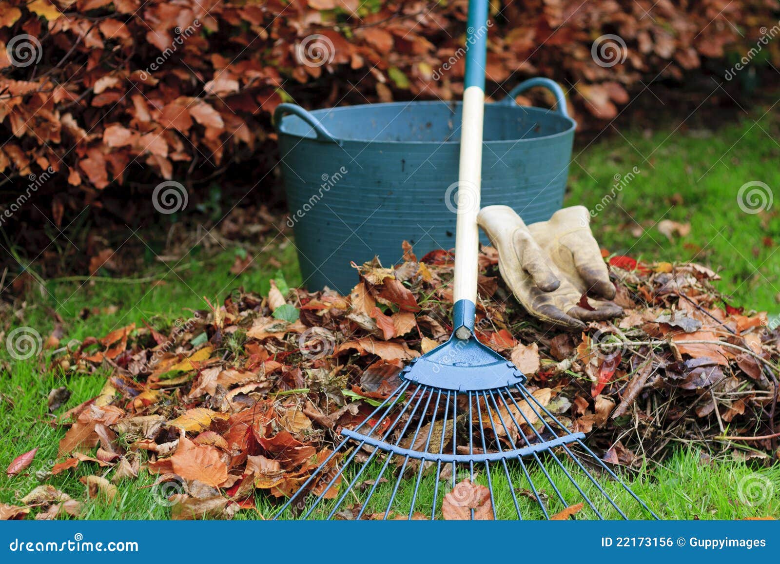 Gathering Autumn leaves stock photo. Image of environment - 22173156