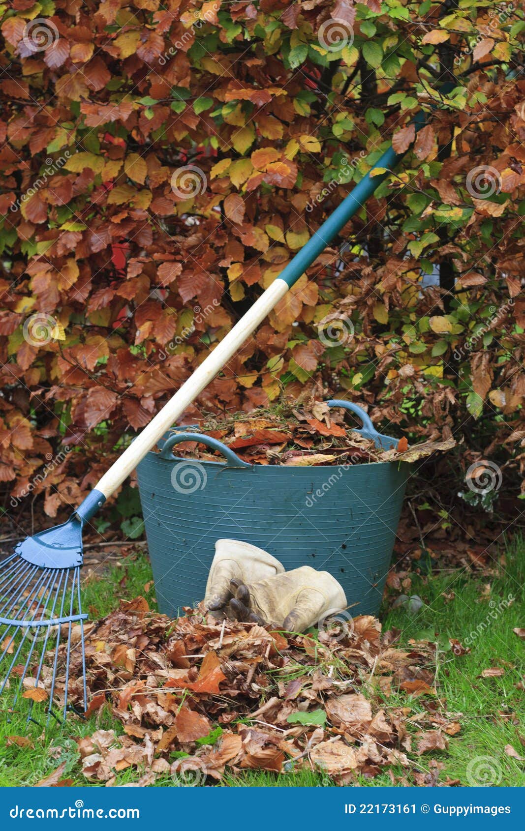 Gathering Autumn Leaves from Beech Hedge Stock Image - Image of gloves ...