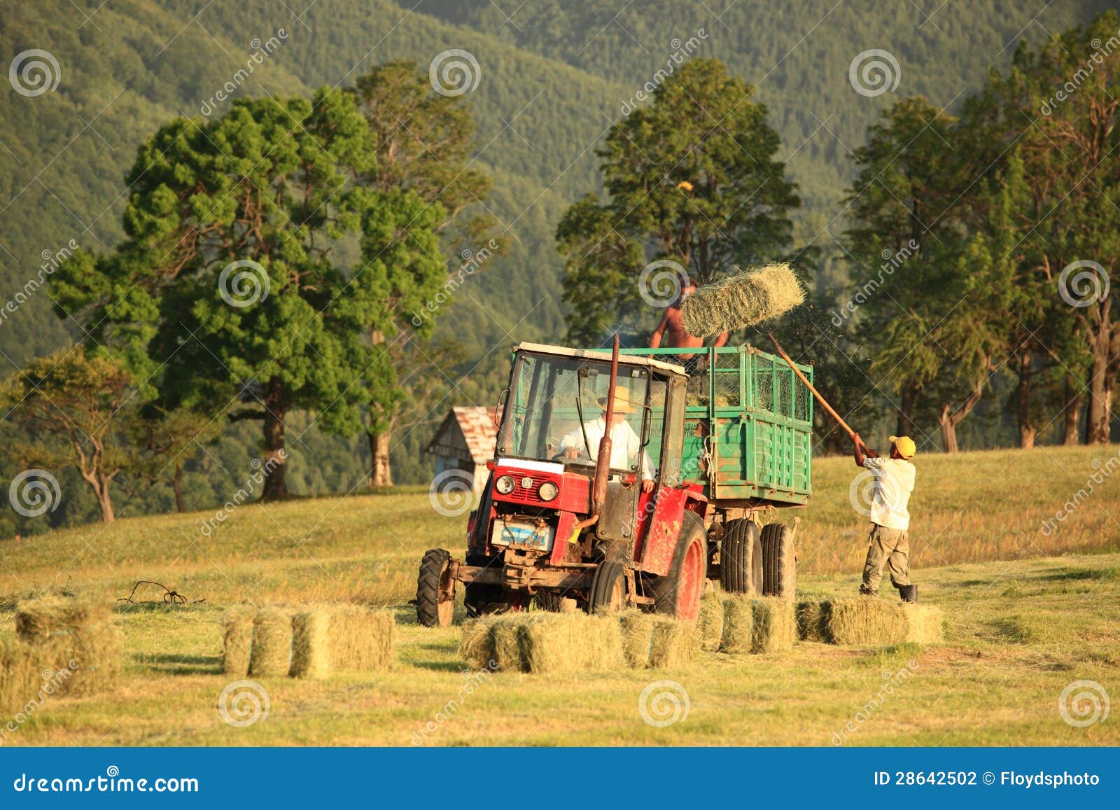 Gathering the bales of hay editorial photography. Image of harvesting ...