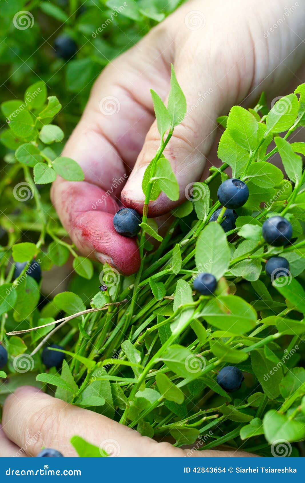 Gathering Berries of Bilberry. Closeup. Stock Photo - Image of outdoor ...