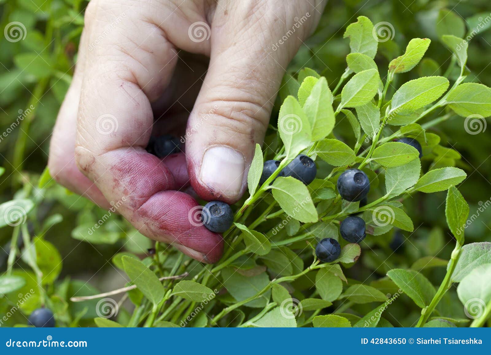 2,736 Gathering Berries Stock Photos - Free & Royalty-Free Stock Photos ...