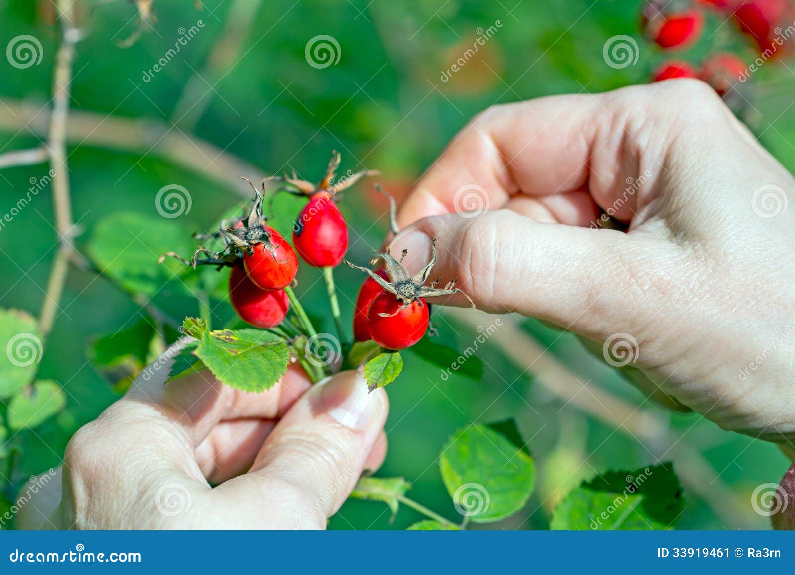 Gathering Berries of Wild Rose Stock Image - Image of briar, food: 33919461