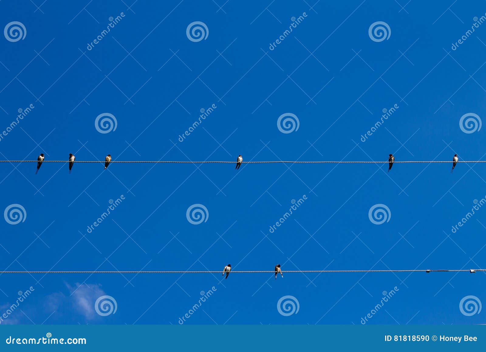 Gathering birds stock photo. Image of line, beautyful - 81818590