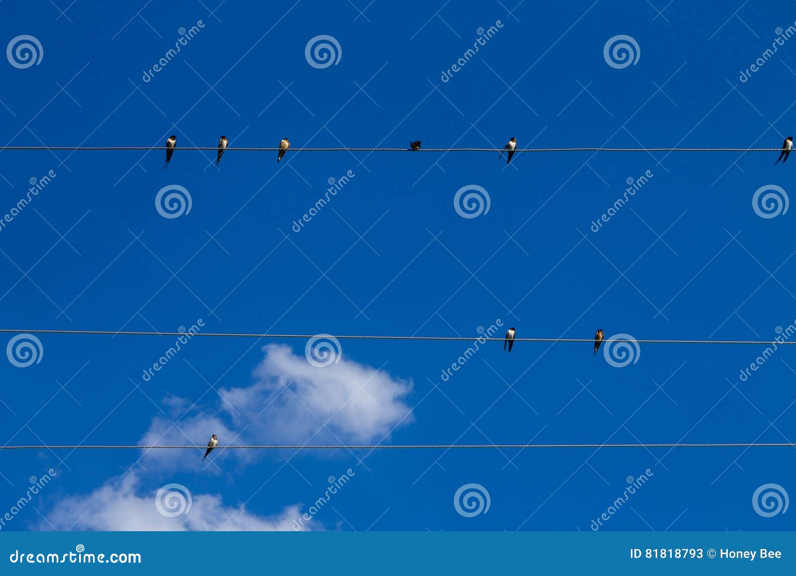 Gathering birds stock image. Image of nature, small, miniature - 81818793