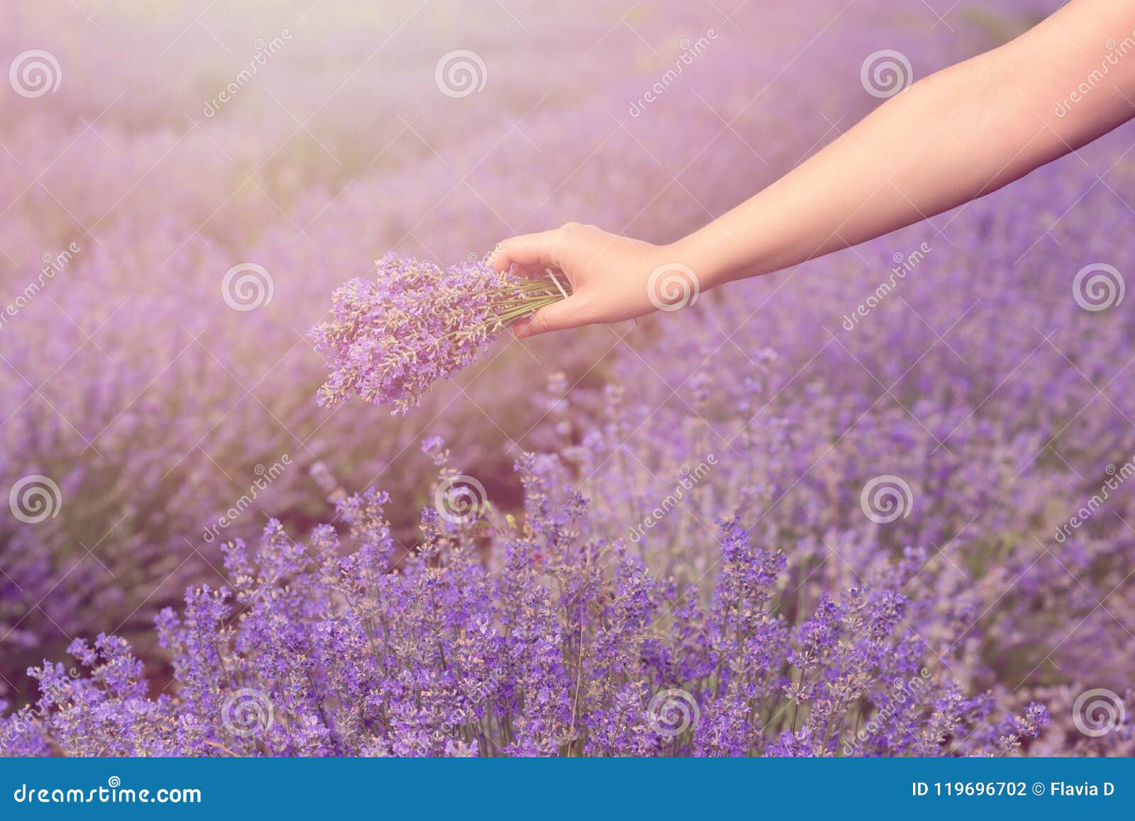 Gathering A Bouquet Of Lavender Beautiful Girl Holding A Bouquet Of
