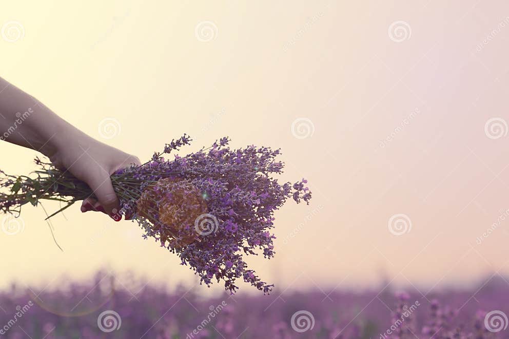 Gathering A Bouquet Of Lavender Girl Hand Holding A Bouquet Of Fresh