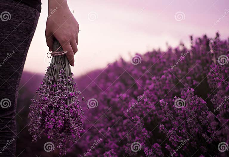 Gathering A Bouquet Of Lavender Girl Hand Holding A Bouquet Of Fresh
