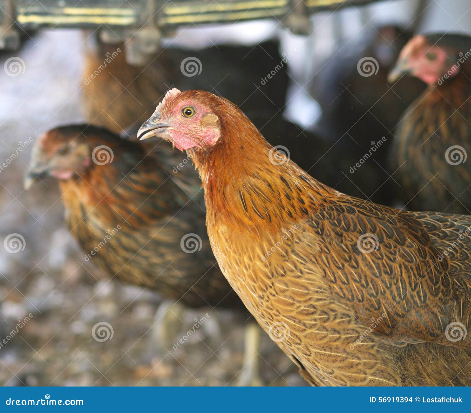 A Gathering of Chickens stock photo. Image of fowl, eggs - 56919394