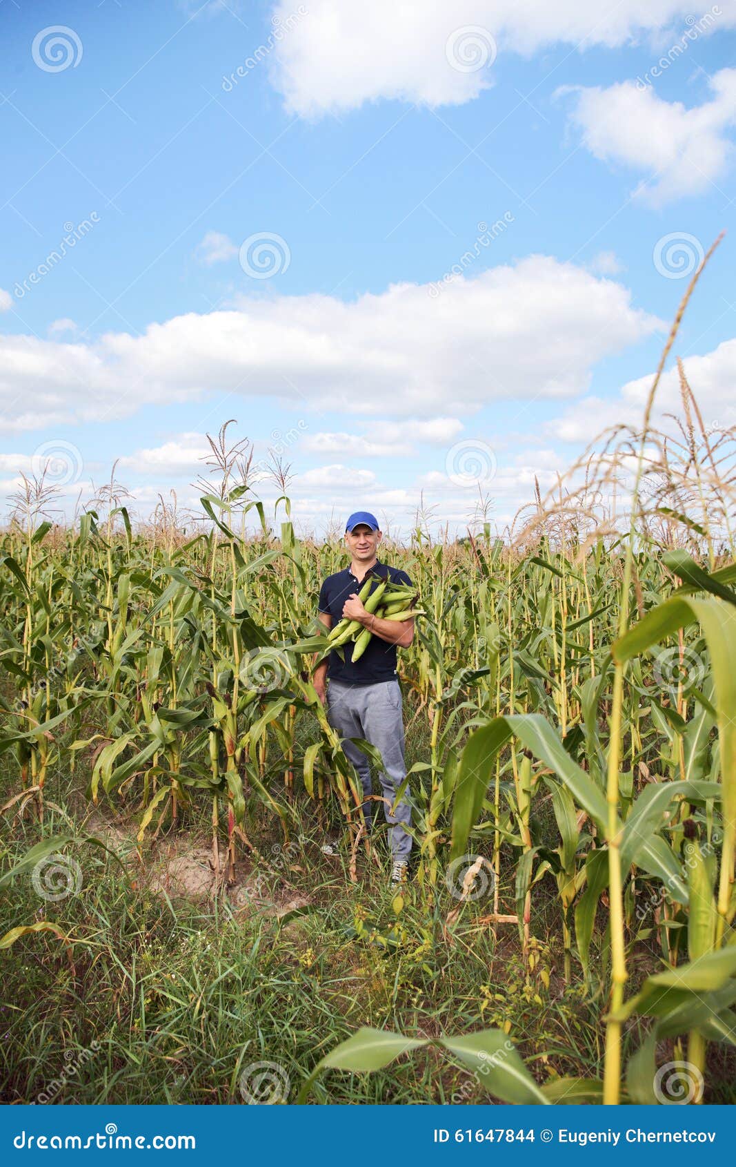 Gathering corn on field stock photo. Image of nature - 61647844