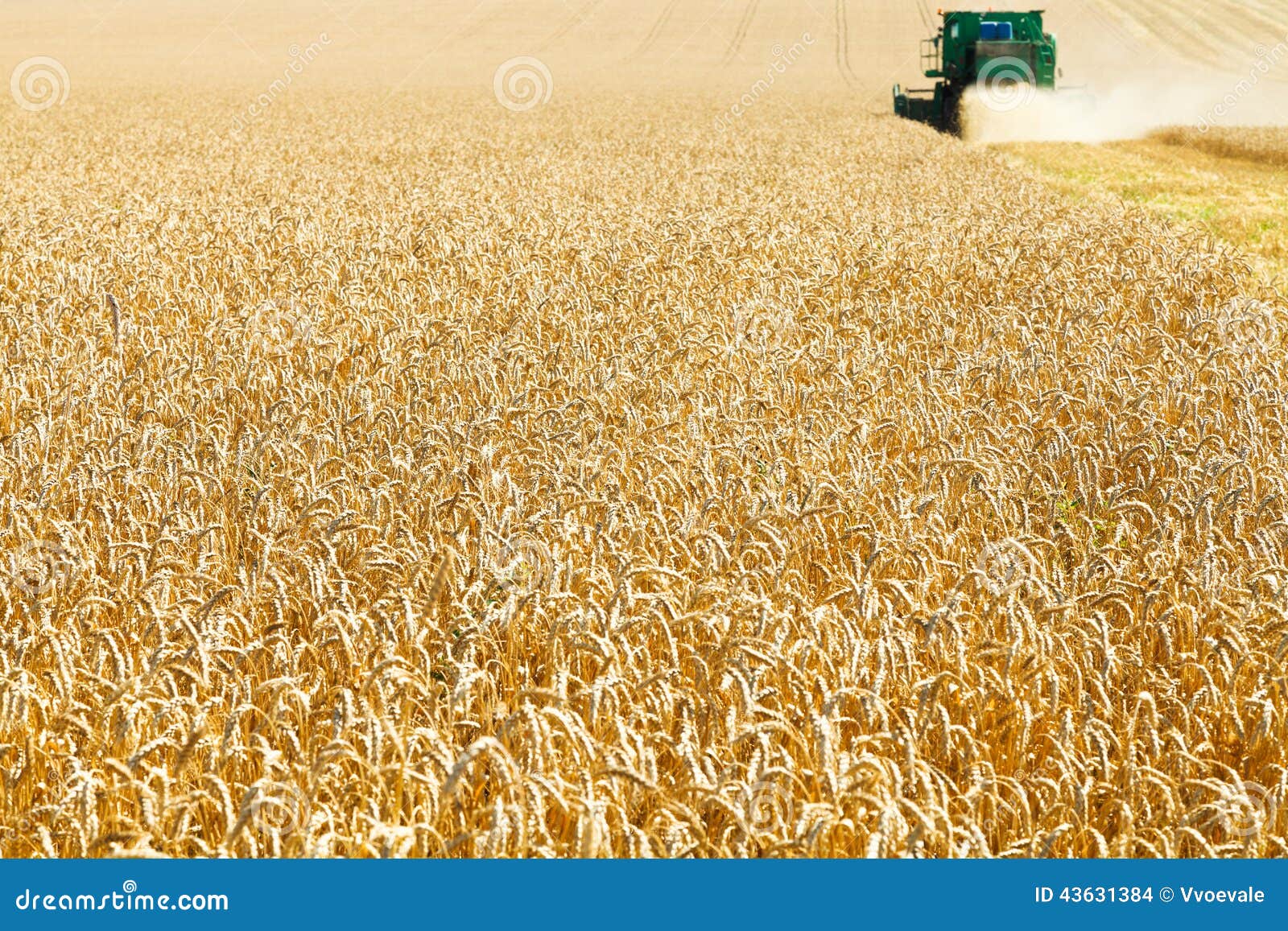 Gathering Field Ripe Wheat Stock Photos - Download 455 Royalty Free Photos