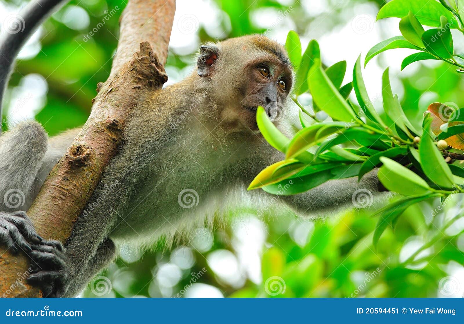 Gathering food stock image. Image of wildlife, agile - 20594451