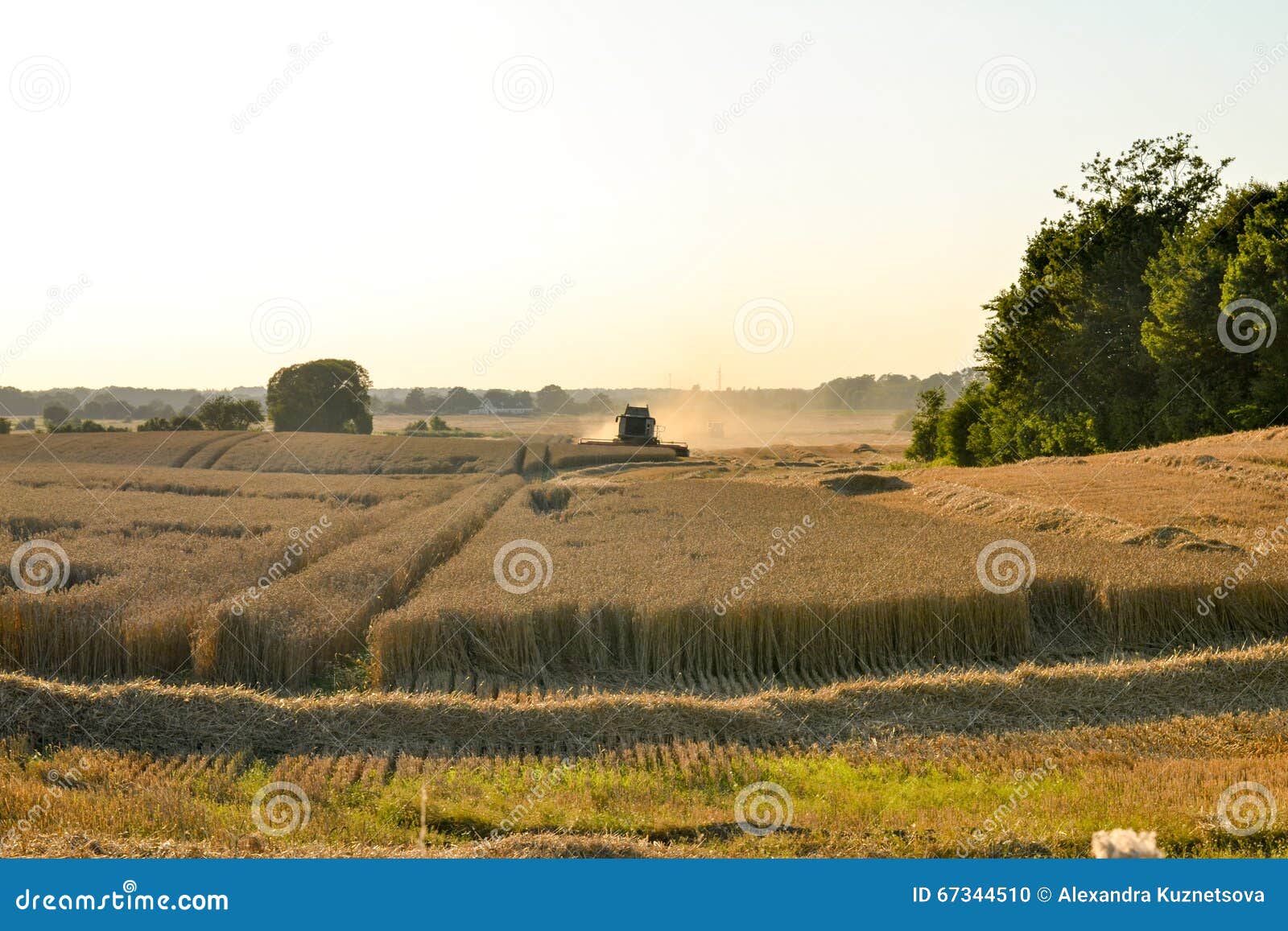 Gathering Harvest in Wheat Field Stock Photo - Image of deere, field ...