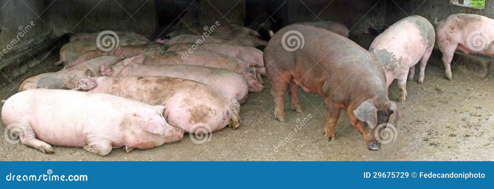 Gathering of Pink Pigs Inside a Filthy Pigsty with Mud Stock Image ...