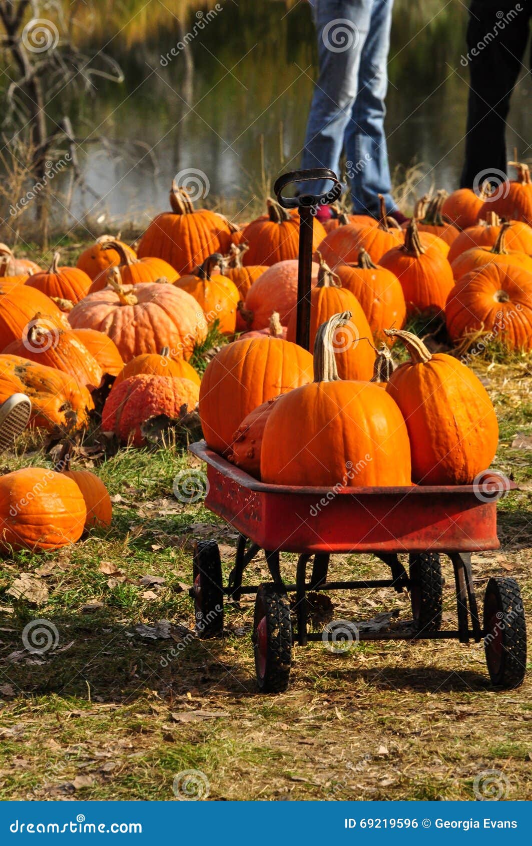 Gathering Pumpkins in a Wagon at the Pumpkin Patch Stock Photo - Image ...