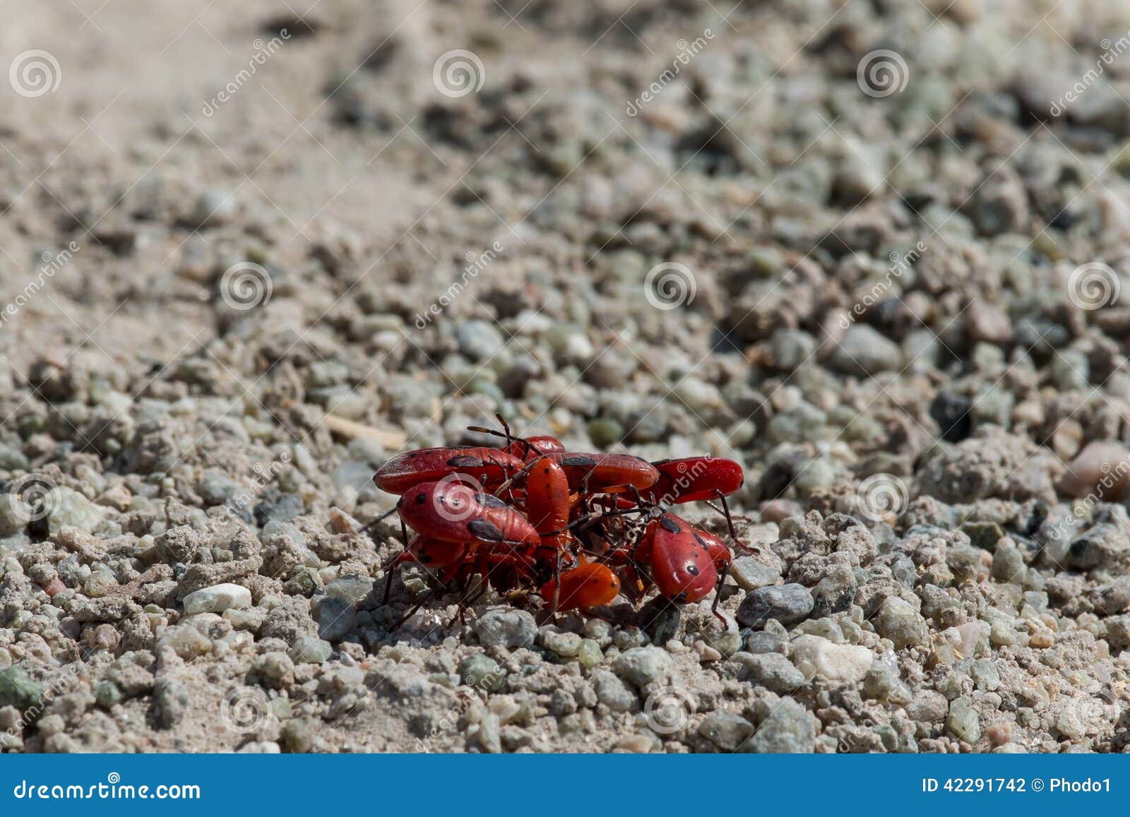 Gathering of red insects stock photo. Image of animal - 42291742