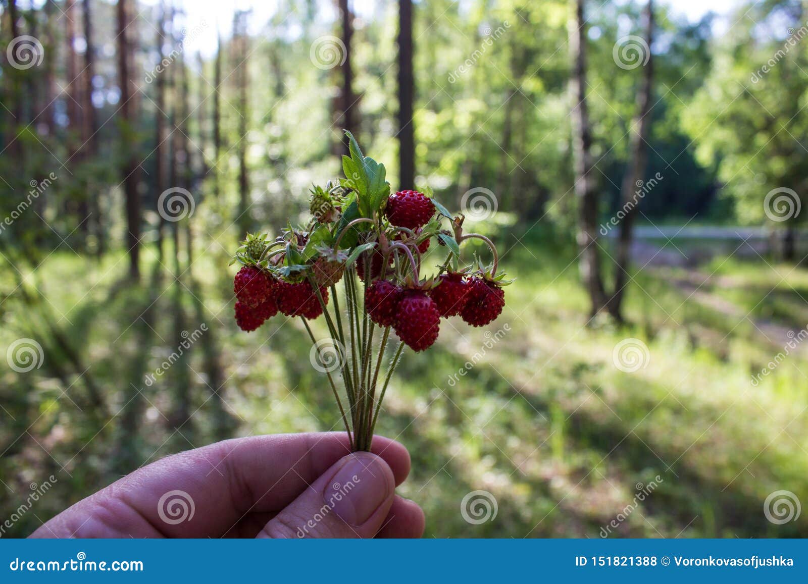 Picking Ripe Strawberries in a Pine Forest on a Clear Summer Day Stock ...