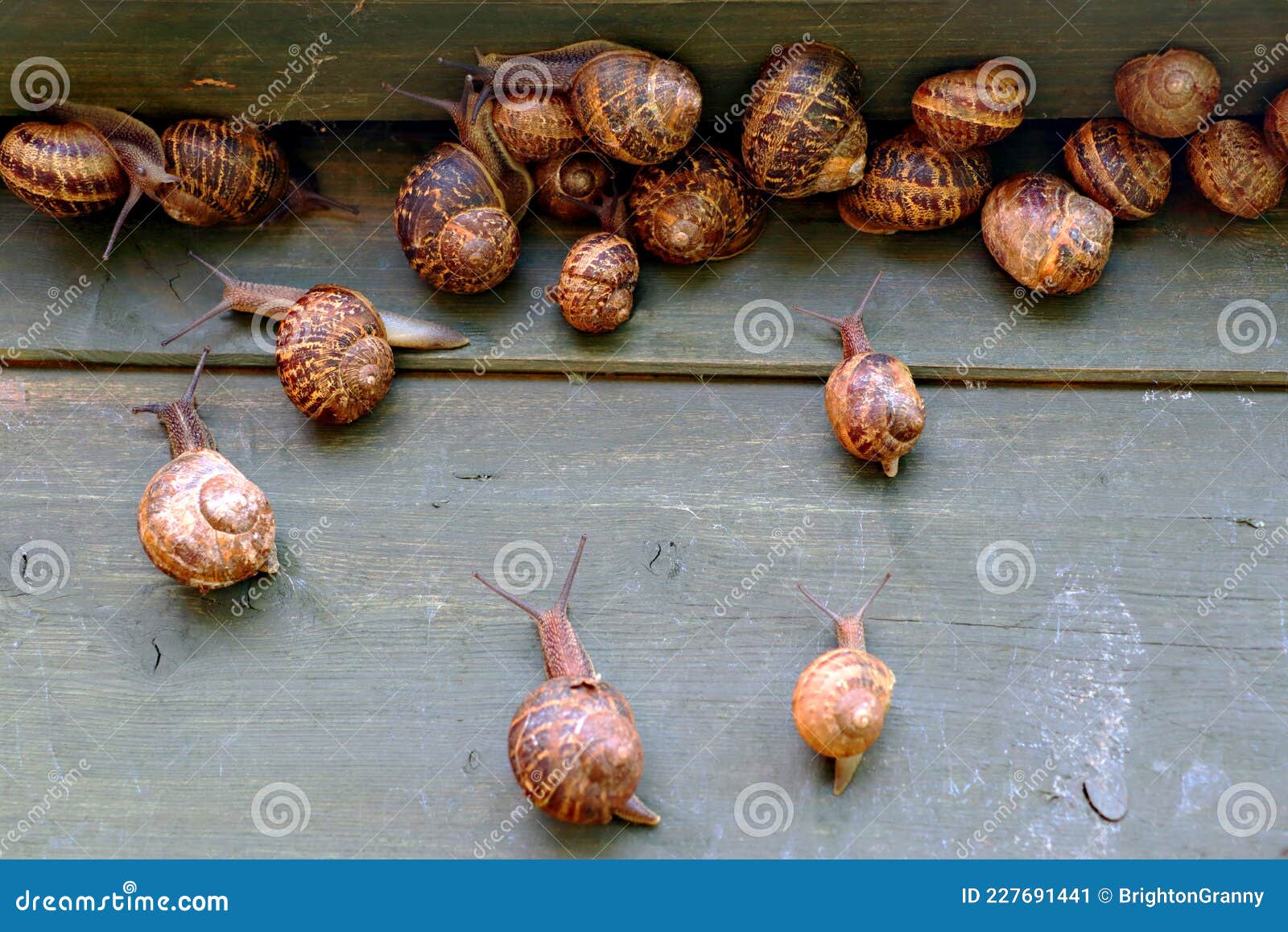 A Gathering of Snails Climbing Wall Stock Image - Image of food, shell ...