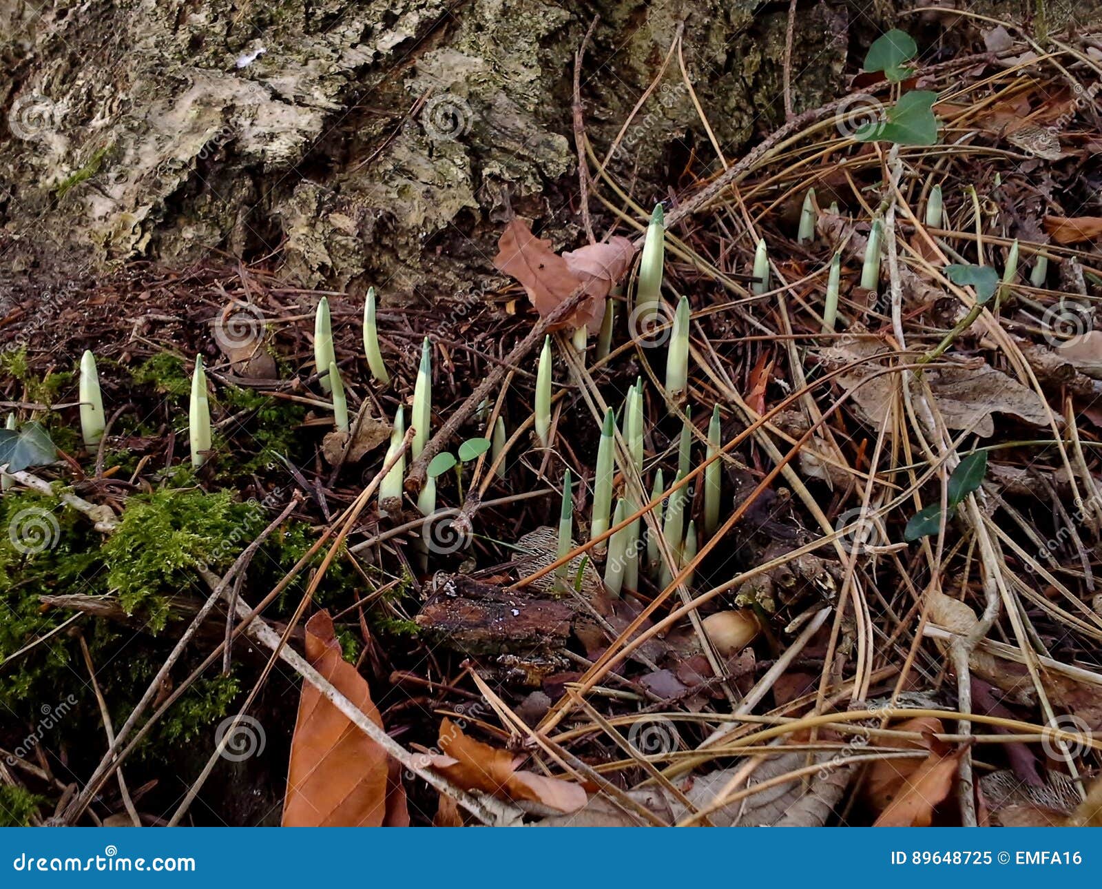 Gathering of Snowdrop Shoots Stock Image - Image of gathering, forest ...