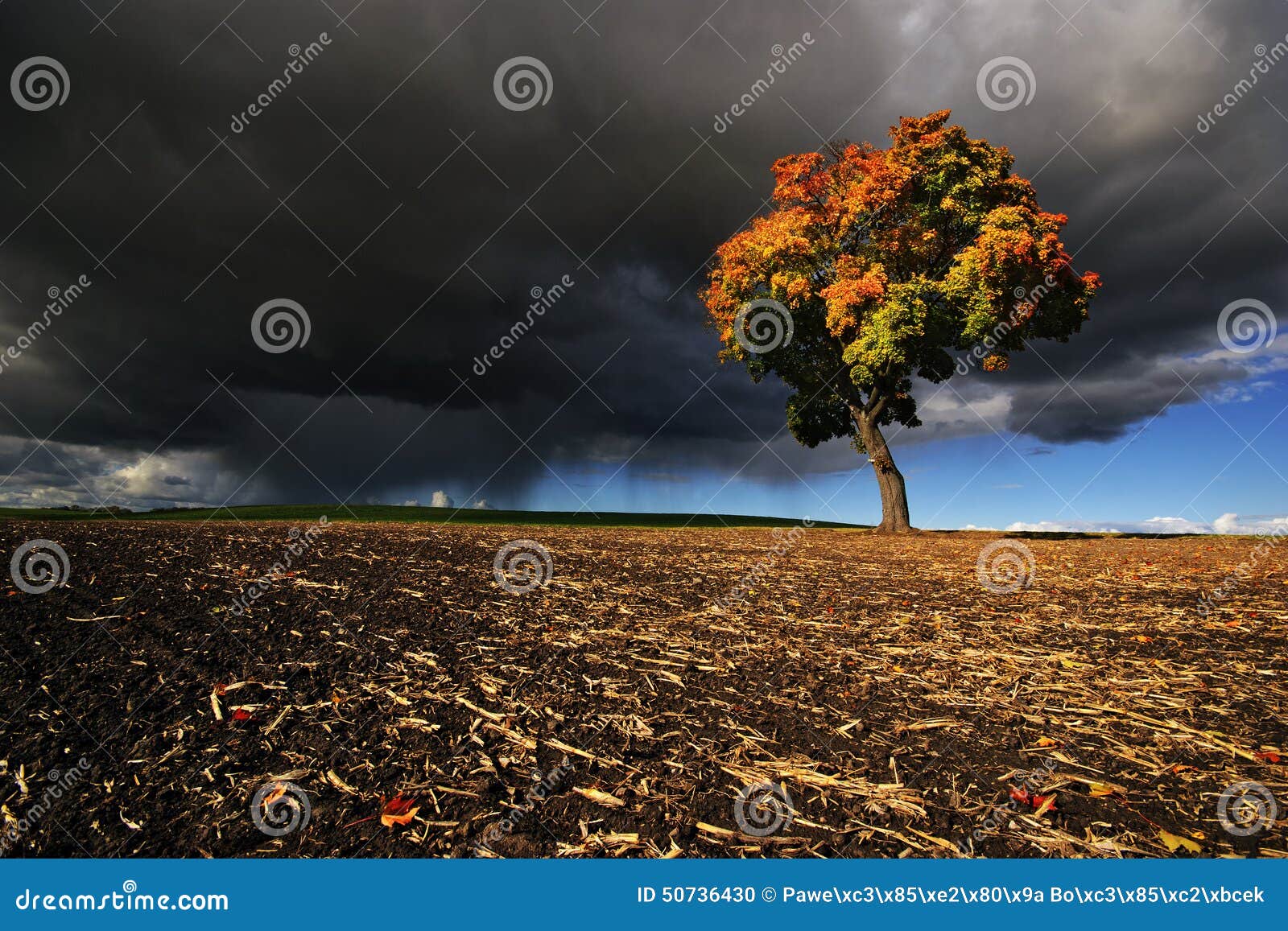The Gathering Storm of Autumn Maple Stock Photo - Image of calm, fall ...