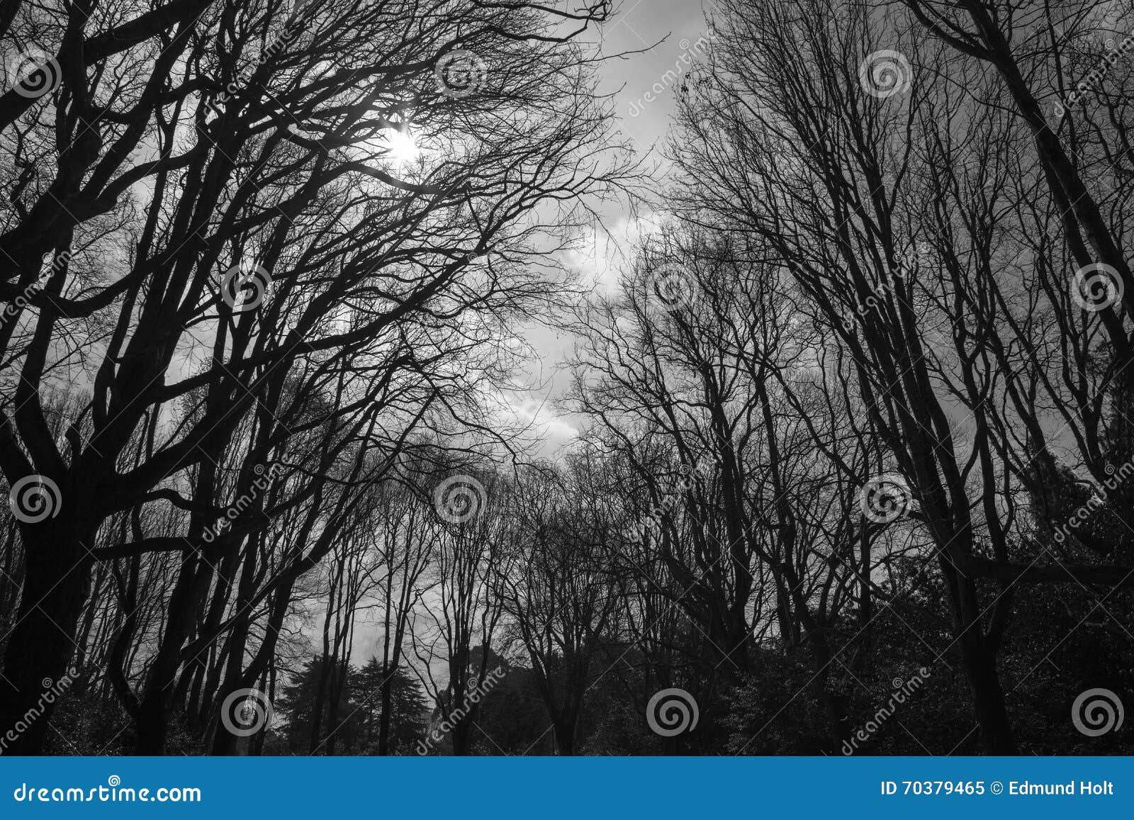 A Gathering of Trees stock image. Image of branches, treescape - 70379465