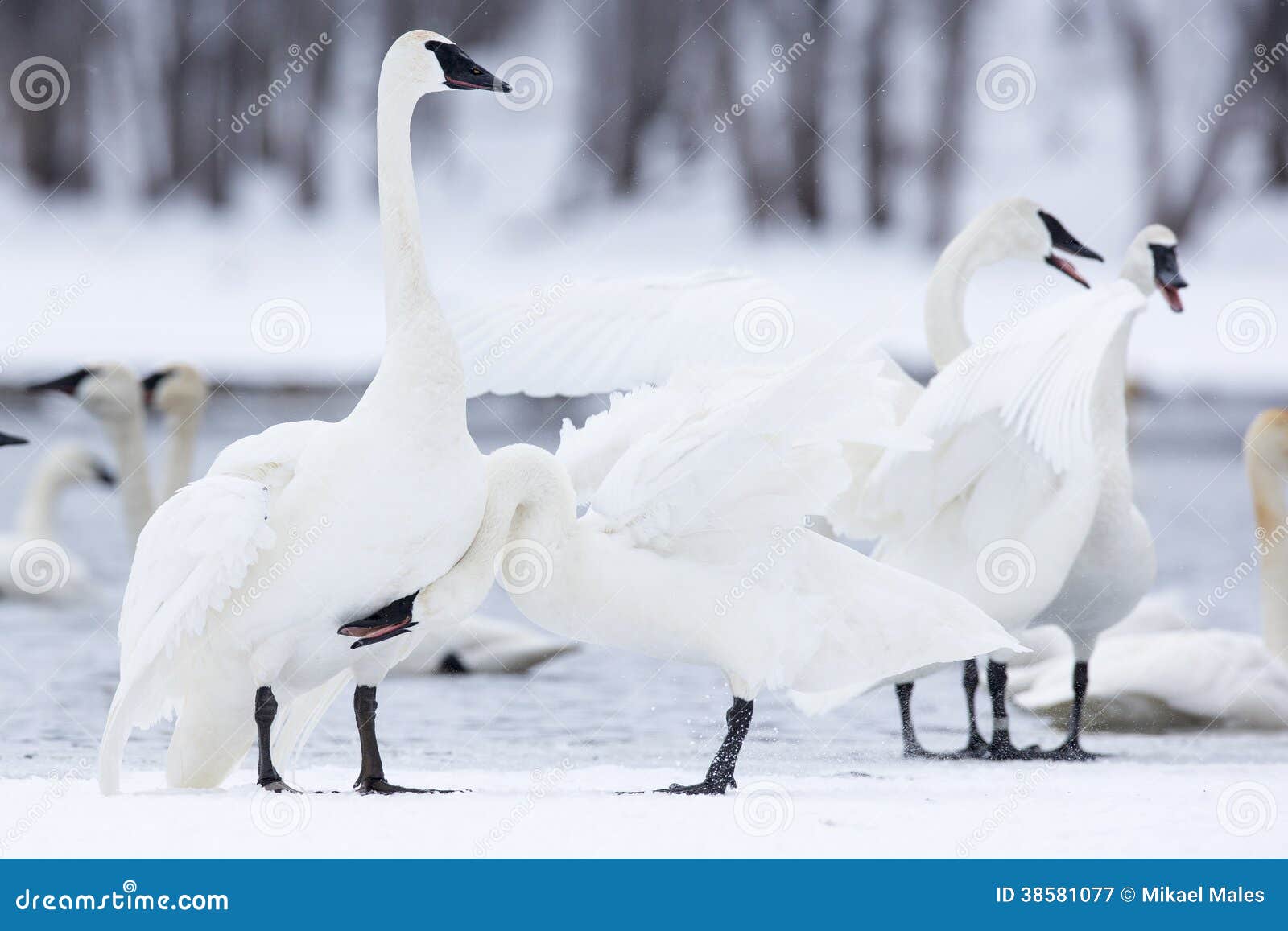Gathering of Trumpeter Swans Stock Image - Image of landscape, fanning ...