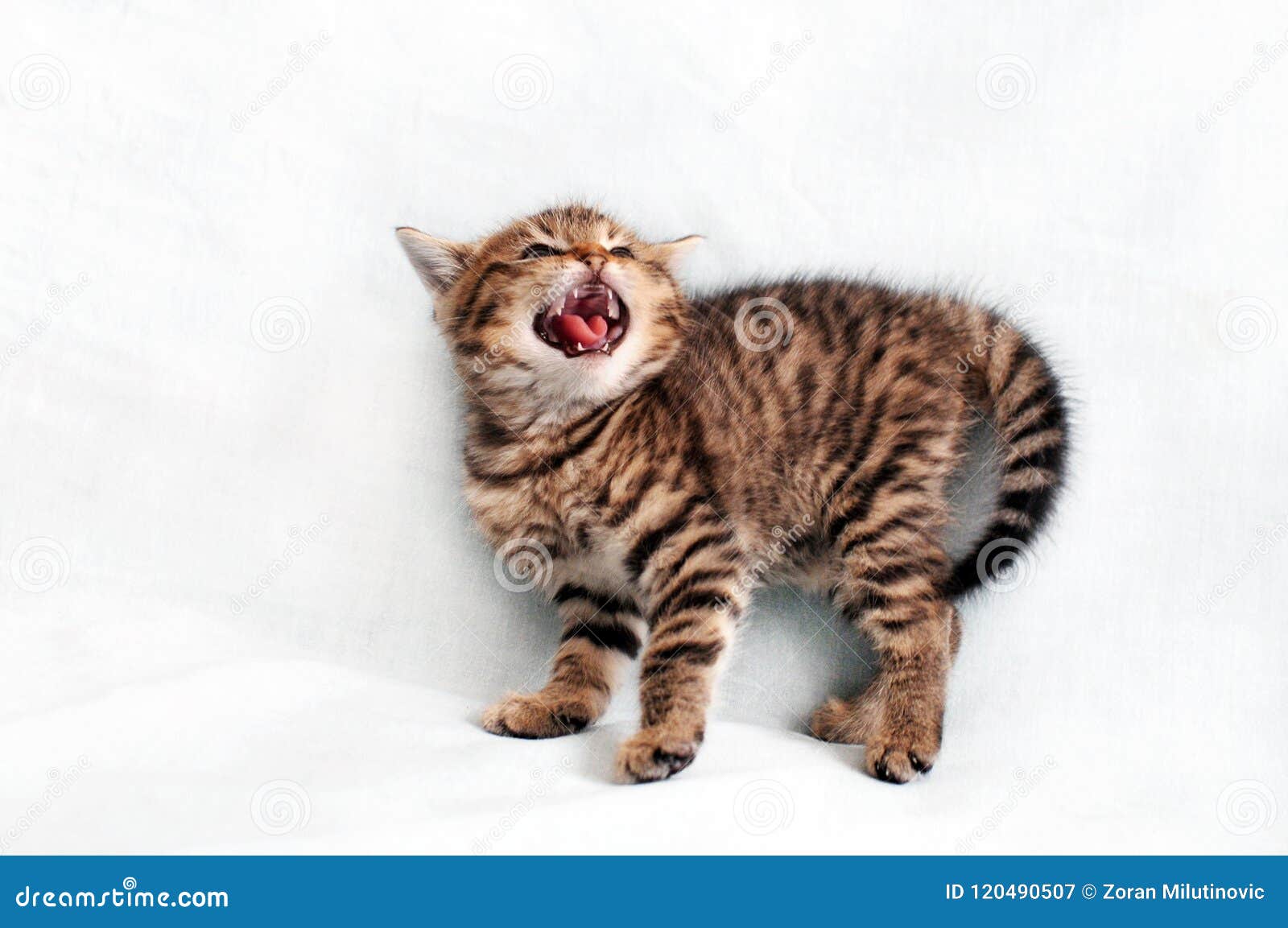 Gatinho Assustado Do Gato Malhado Imagem de Stock - Imagem de felinos ...