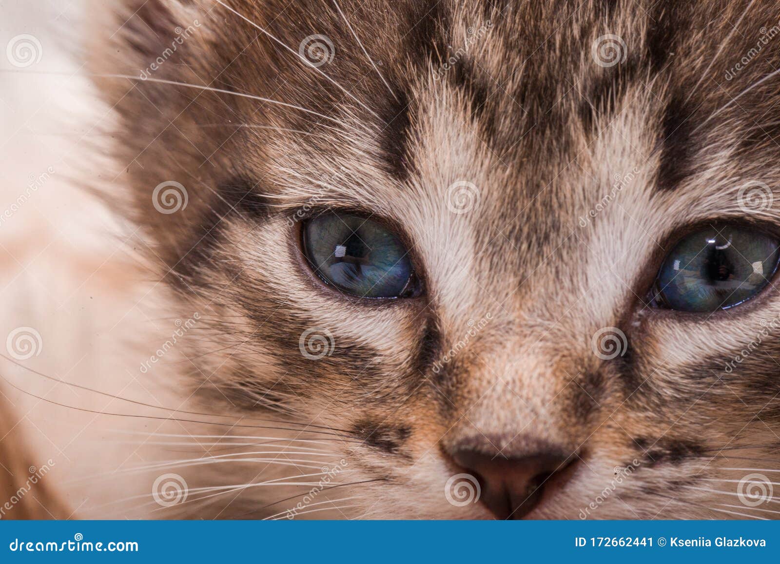 Gatinho Branco Chorando Com Azul Imagem de Stock - Imagem de anti ...