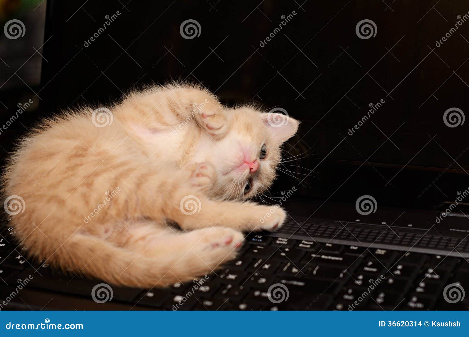 Gatinho em um computador foto de stock. Imagem de fofofo - 36620314