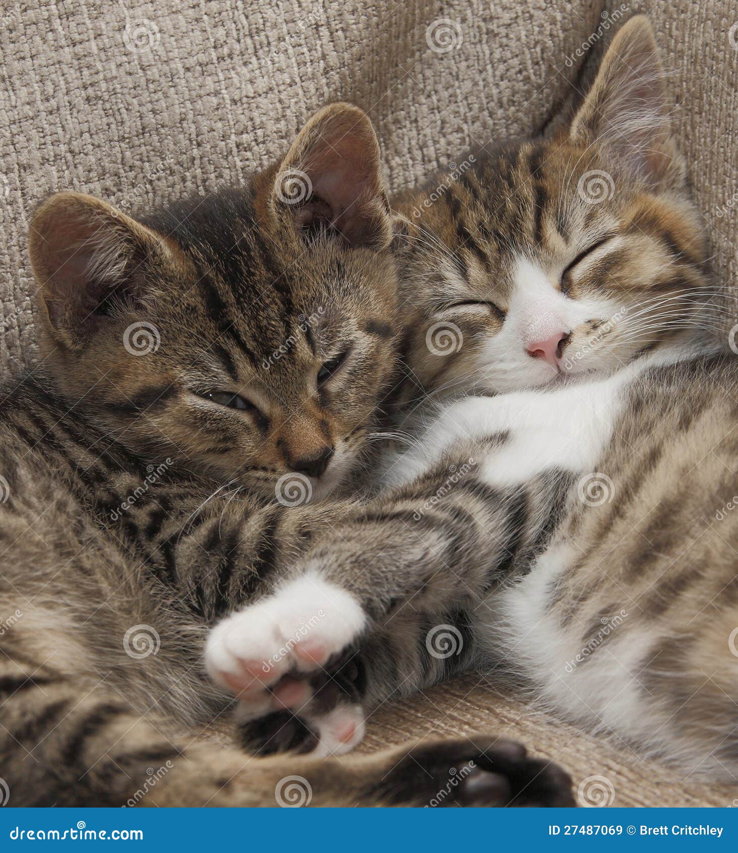 Gatinhos do tabby do sono imagem de stock. Imagem de fofofo - 27487069