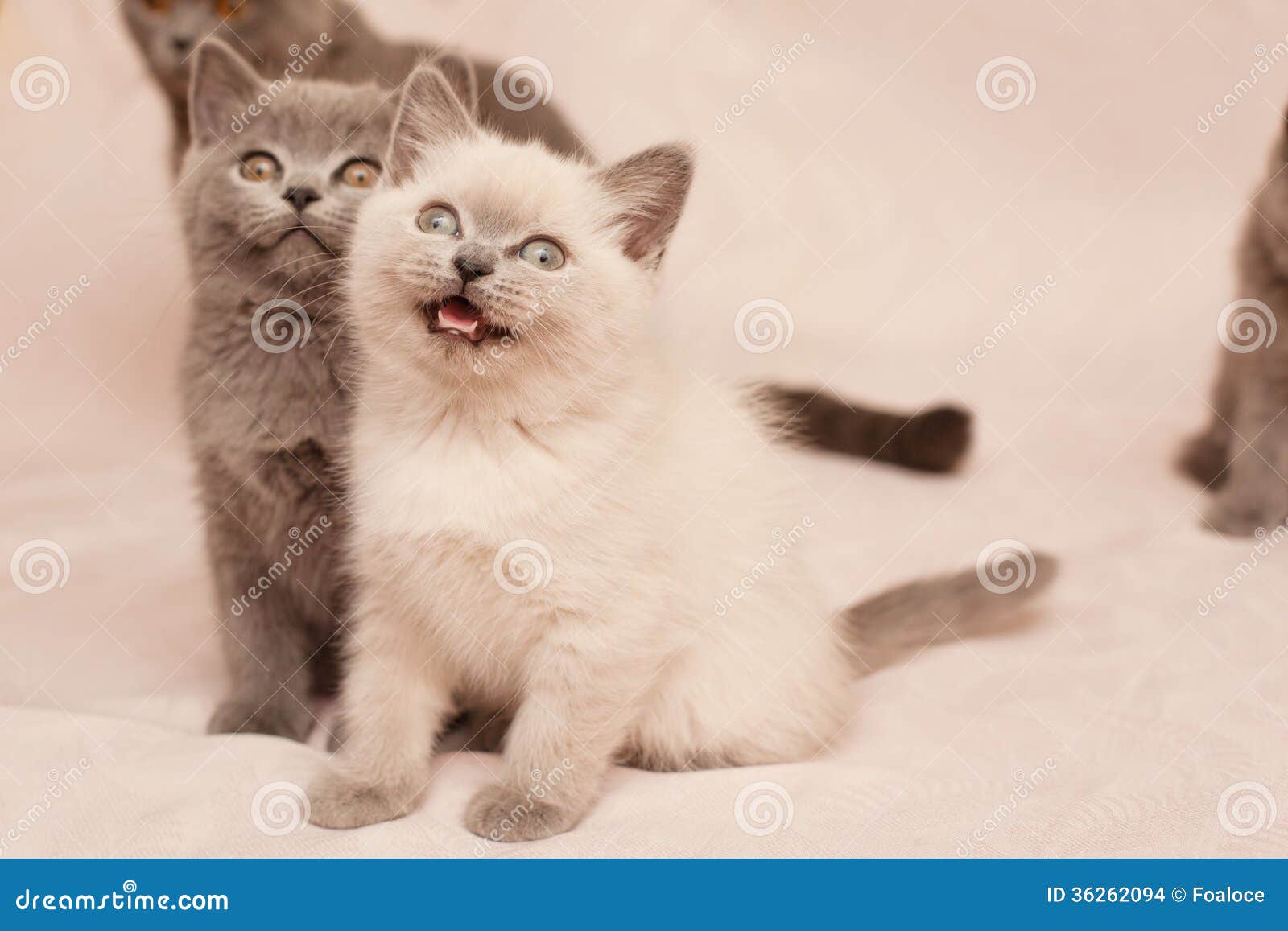 Gatinhos miando foto de stock. Imagem de gato, pequeno - 36262094