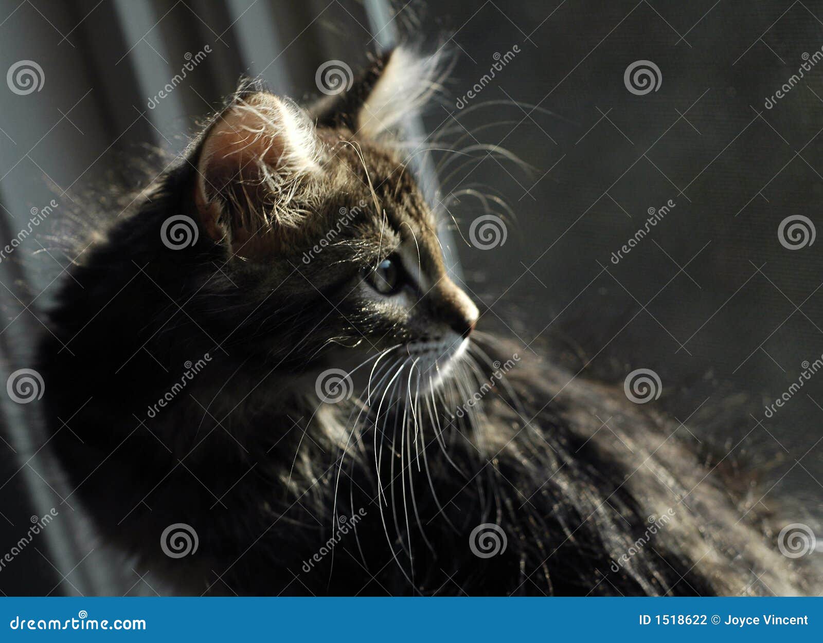 Gatito foto de archivo. Imagen de gato, mirando, mirada - 1518622