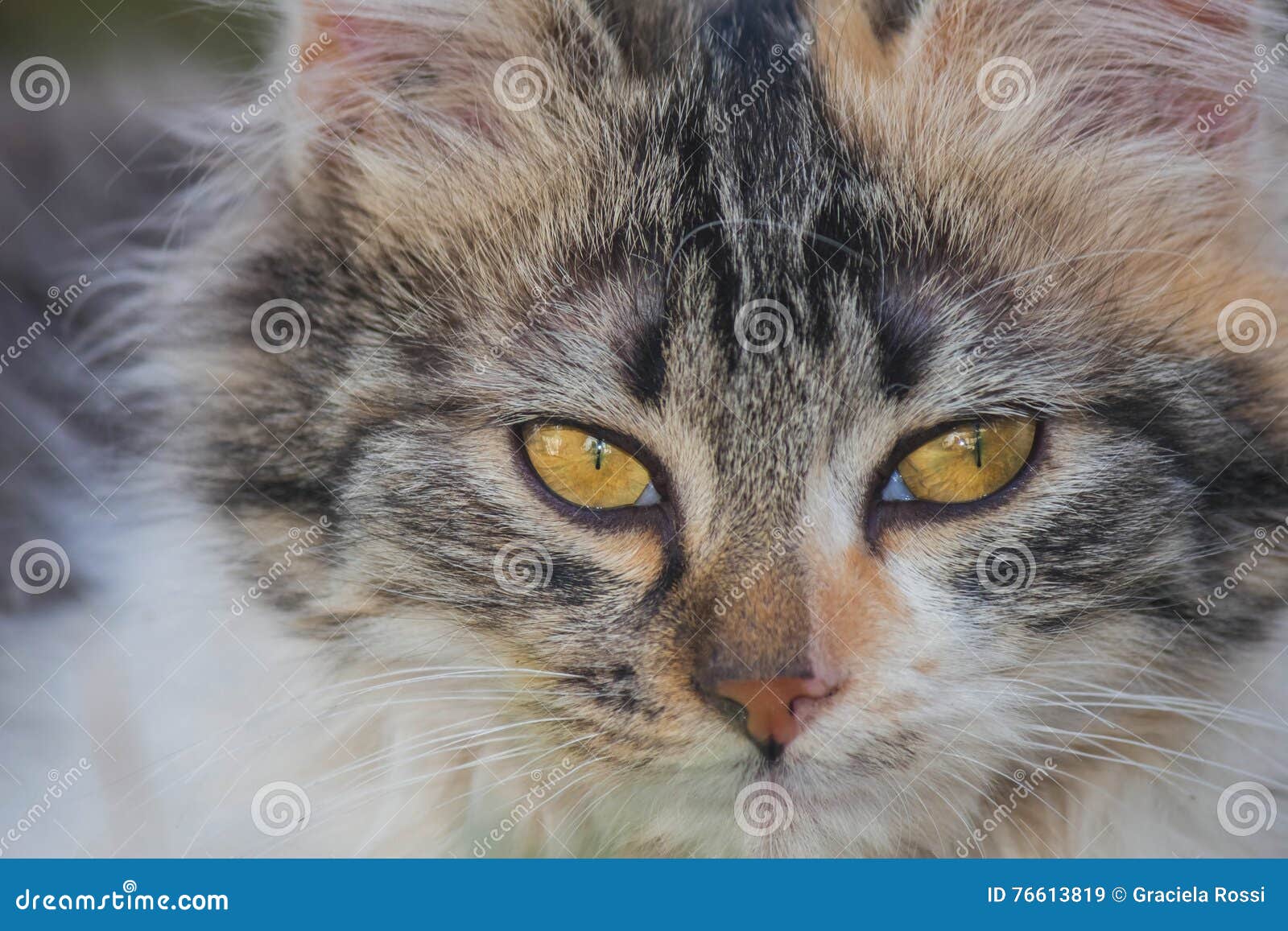 Gatito imagen de archivo. Imagen de doméstico, atento - 76613819