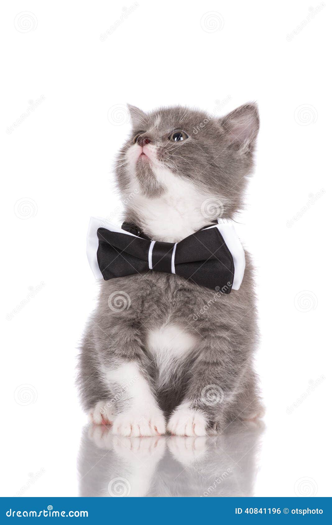 Gatito Adorable En Una Corbata De Lazo Foto de archivo - Imagen de ...