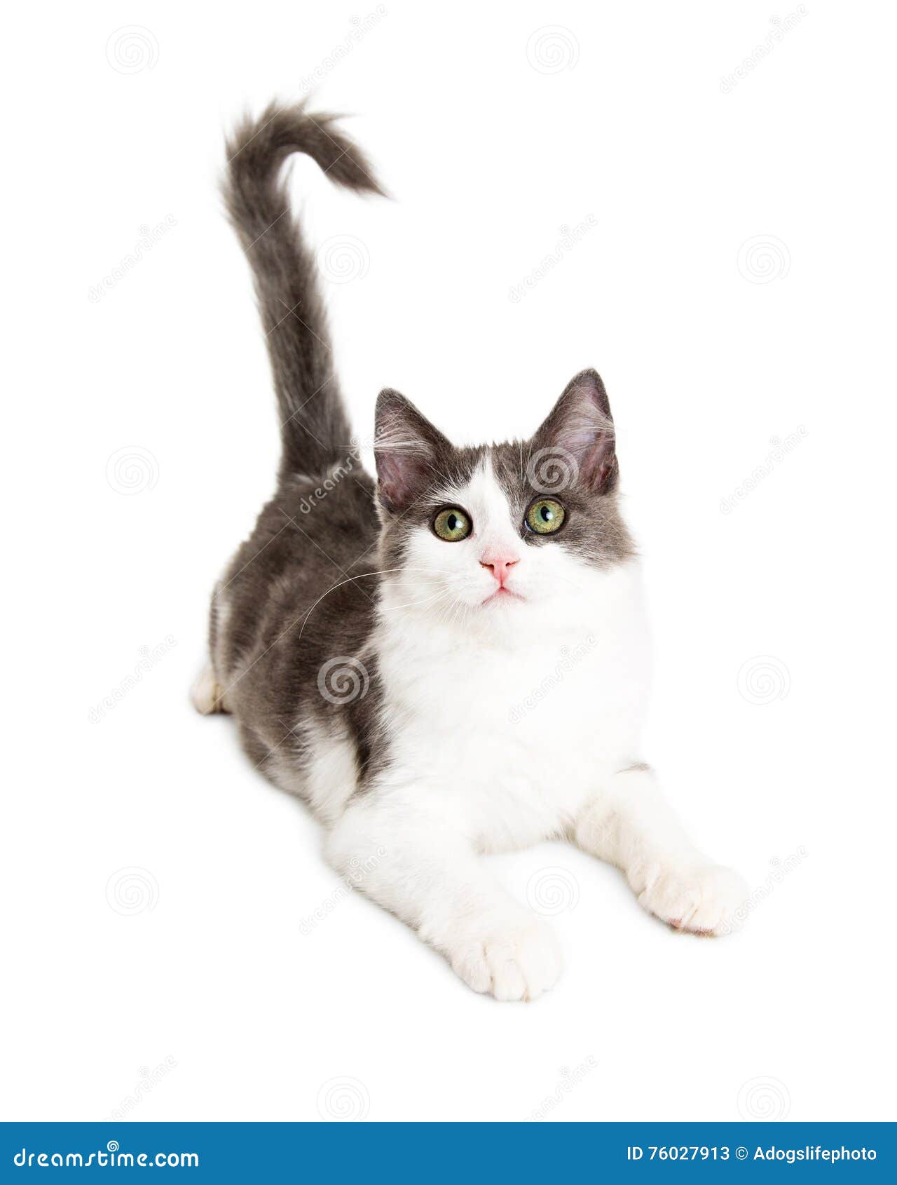 Gatito Atento Joven Lindo En Blanco Imagen de archivo - Imagen de ...