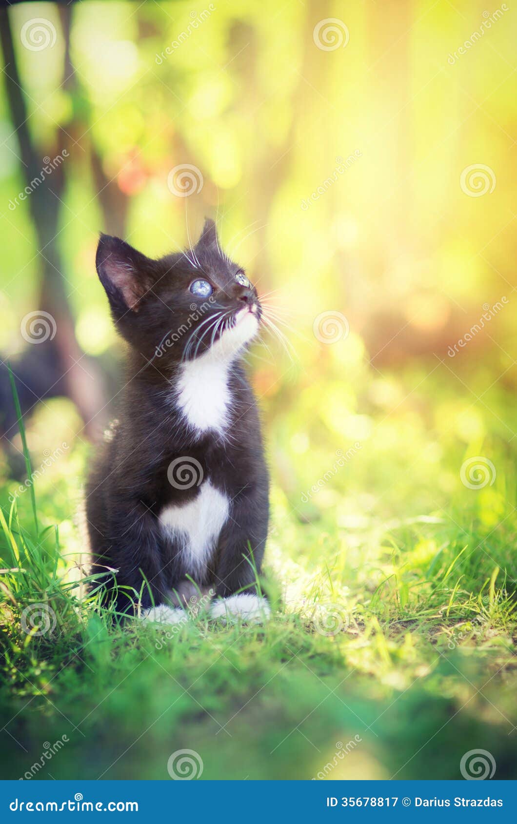 Gatito Bañado En Luz Del Sol Imagen de archivo - Imagen de sunlight ...