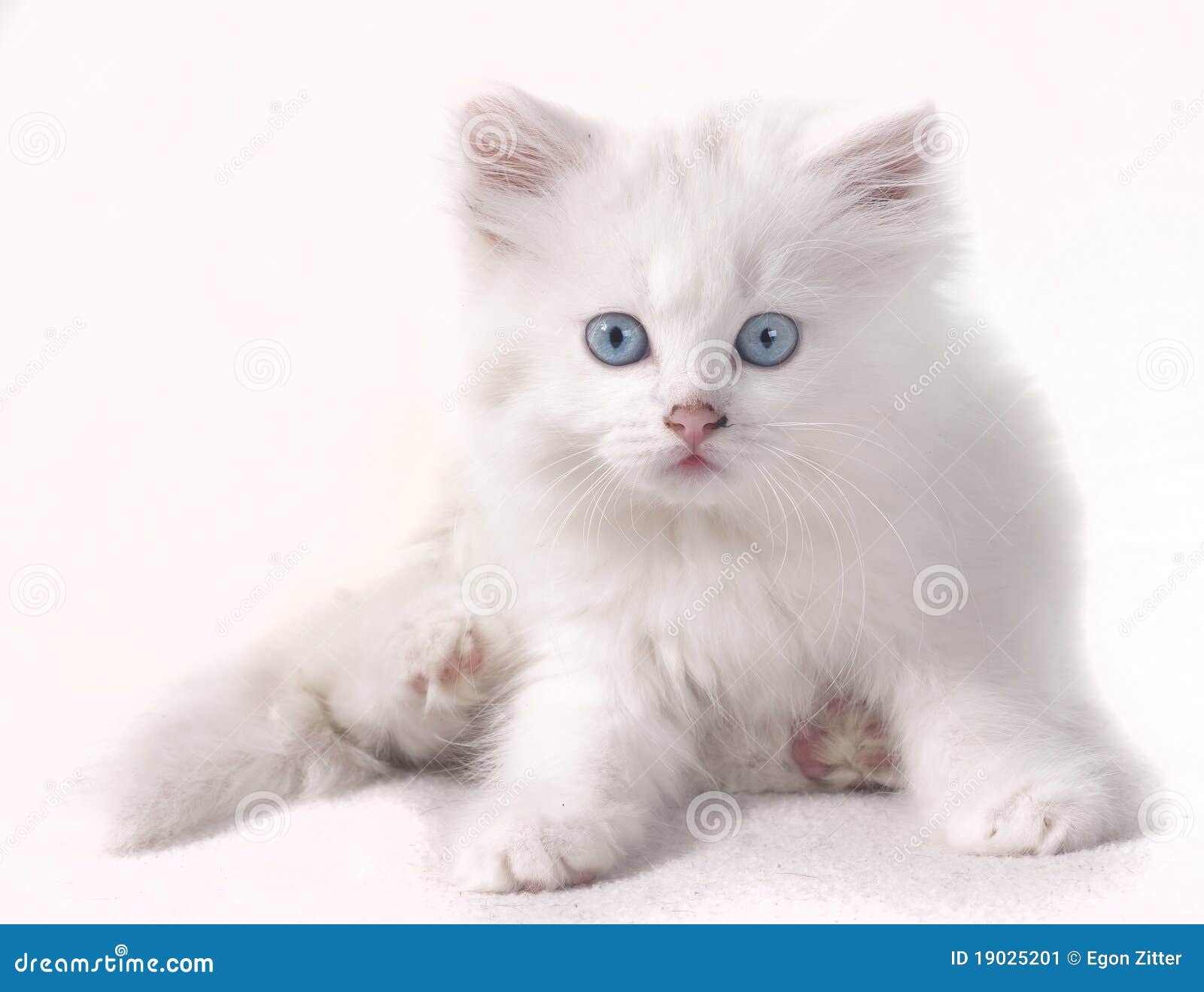 Gatito blanco imagen de archivo. Imagen de lindo, azul - 19025201