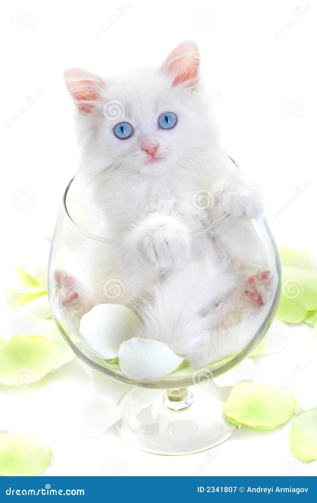 Gatito blanco imagen de archivo. Imagen de cubo, mirada - 2341807