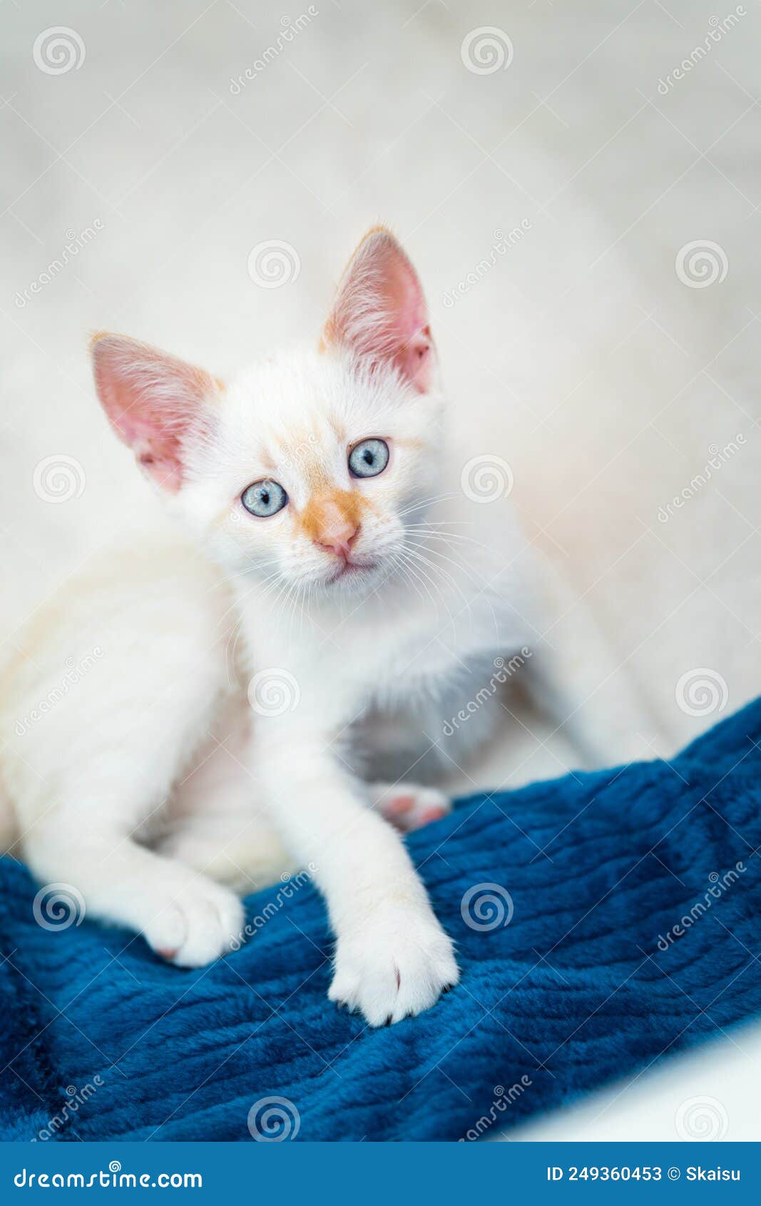 Gatito Blanco Hermoso Con Ojos Azules Imagen de archivo - Imagen de ...