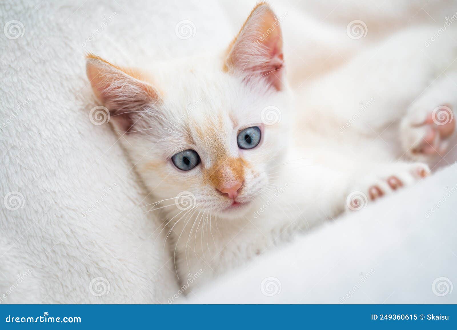 Gatito Blanco Hermoso Con Ojos Azules Imagen de archivo - Imagen de ...