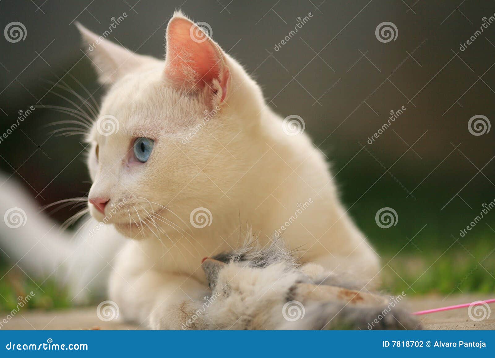 Gatito blanco lindo foto de archivo. Imagen de cierre - 7818702