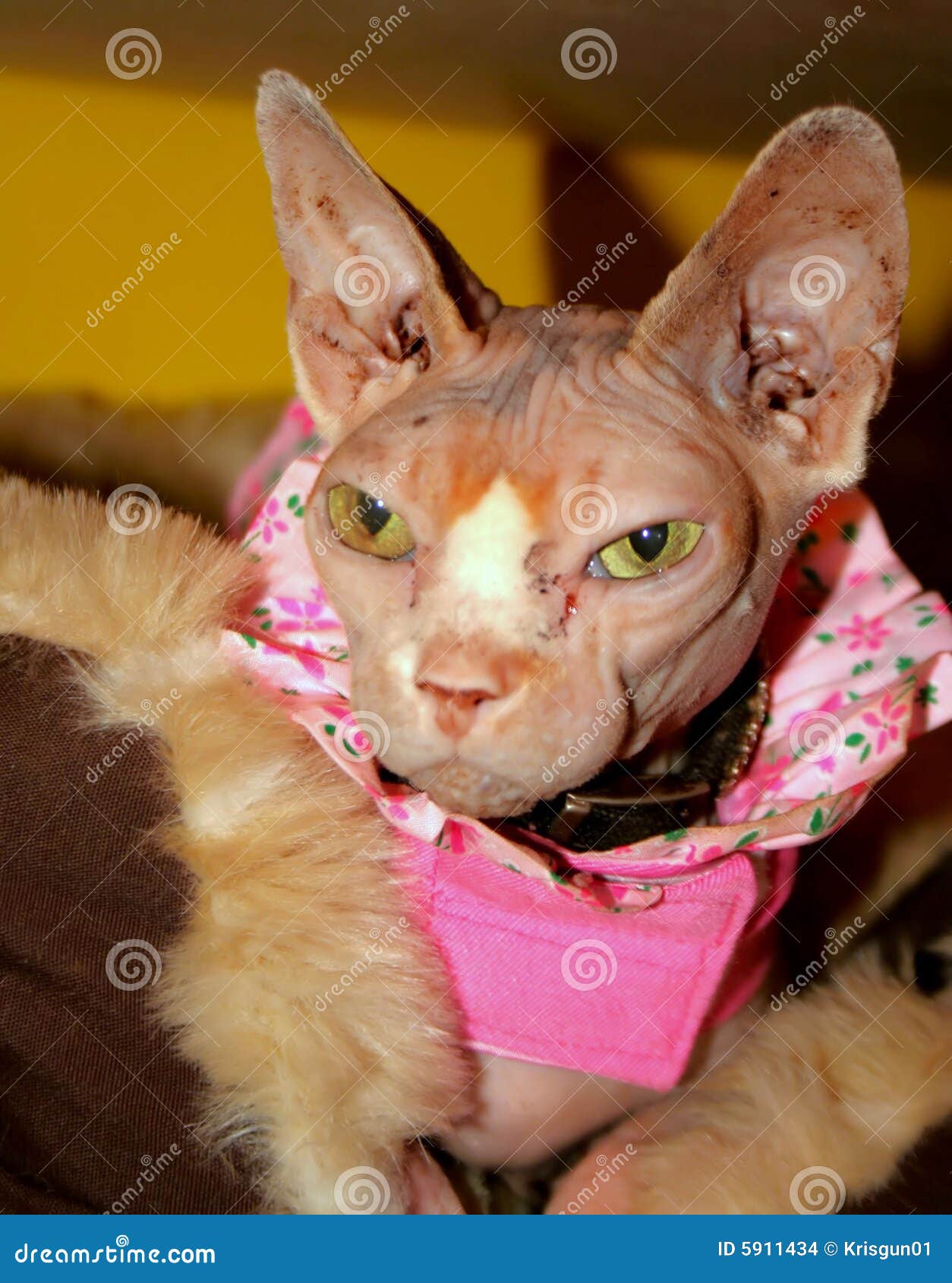 Kitty calvo foto de archivo. Imagen de capa, epidermis - 5911434