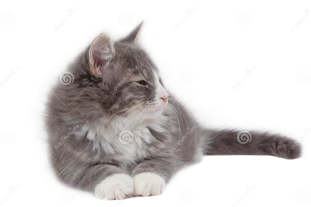 Gatito cansado foto de archivo. Imagen de animal, animales - 387182